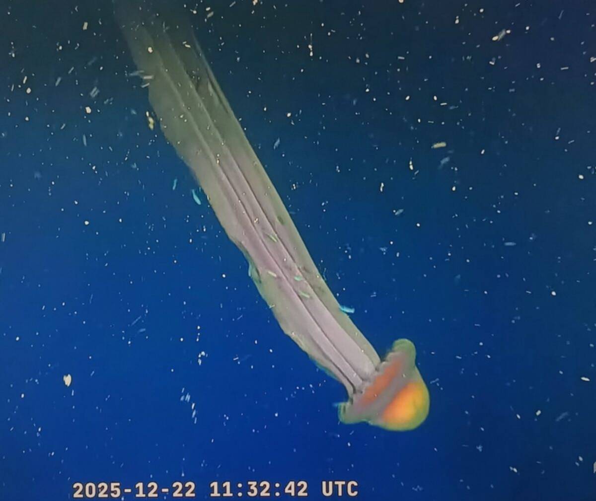 Científicos argentinos registran una medusa fantasma gigante de 11 ...