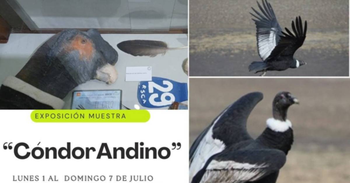 Muestra Cóndor Andino en Parque Nacional Lago Puelo: Detalles y ...